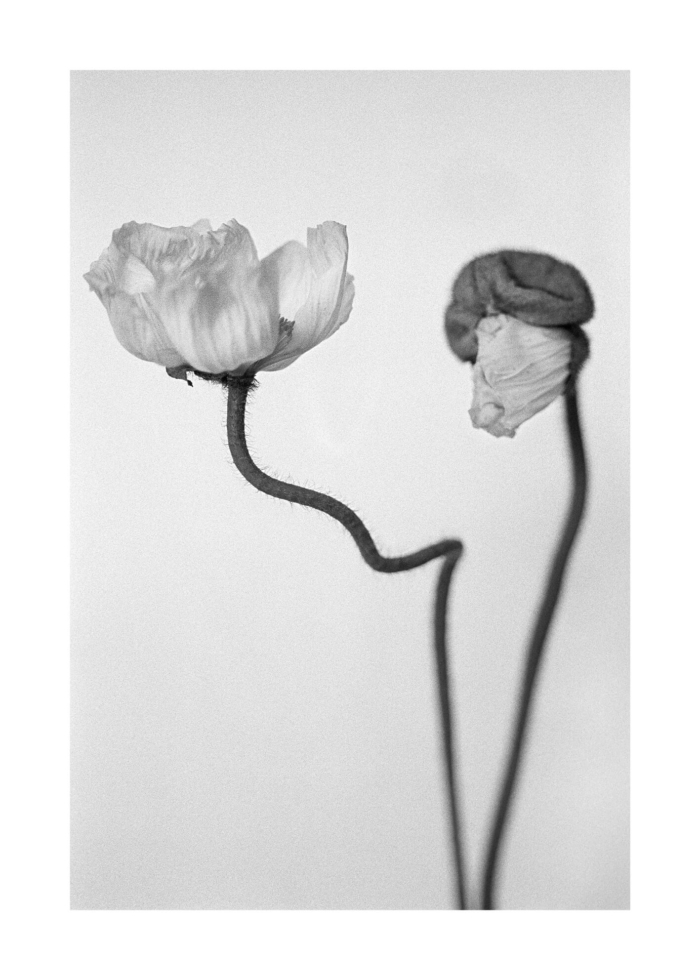 Papaver II by artist Niklas Porter | Photo Art | Moutife